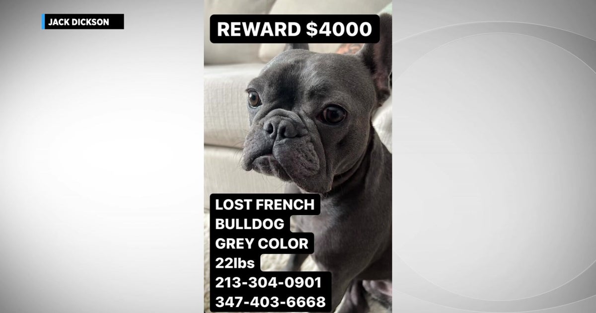 Miami Couple Expands Search For Their French Bulldog That May Have Been ...