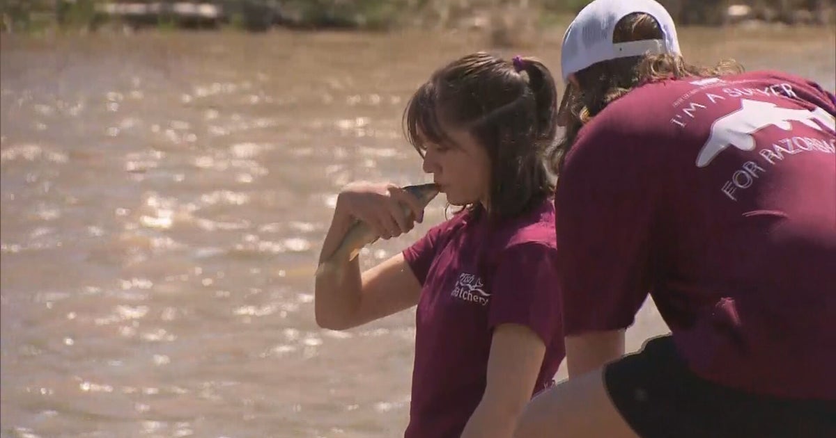 Endangered Razorback Sucker Fish Released In Colorado River, With ...