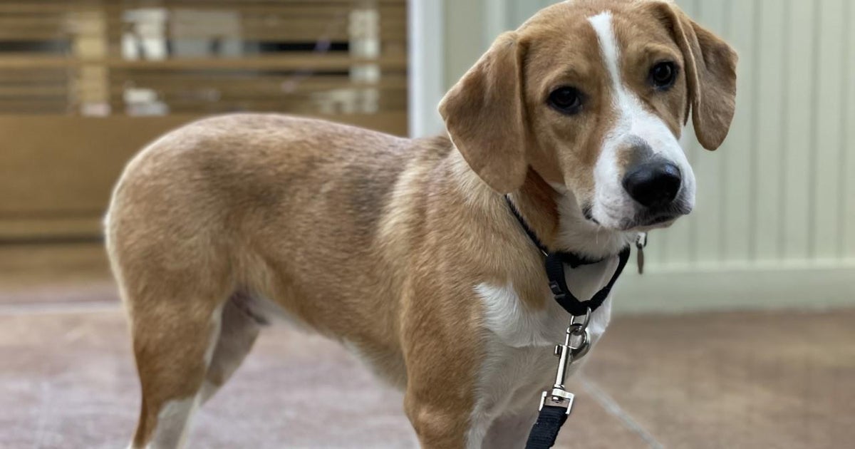 PAWS Pet of the Week: Hale - CBS Chicago