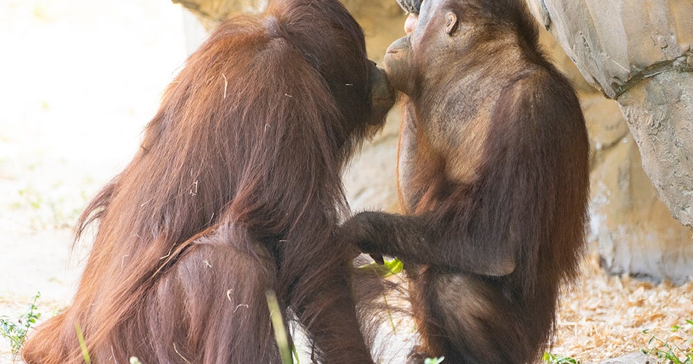 Orangutan Love Connection Being Made At ZooMiami (Hopefully) - CBS Miami