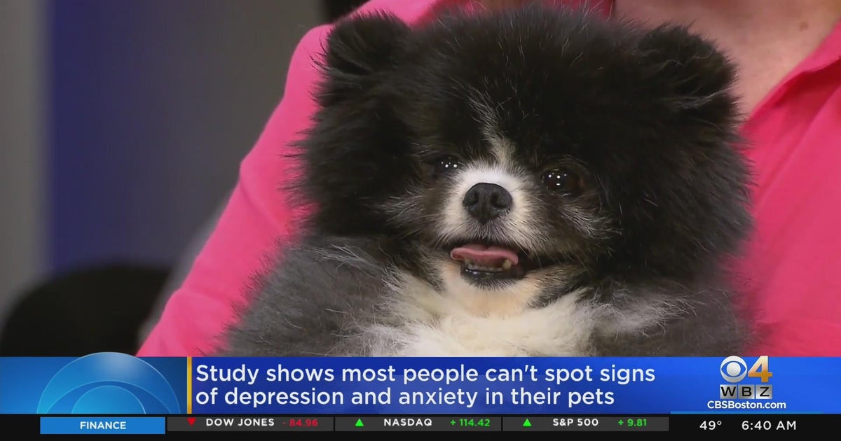 Study: Anxiety, Depression In Pets Hard To Spot - CBS Boston