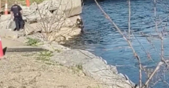 Officer rescues dog from river in New York - CBS News