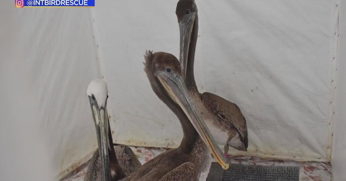 Bird rescue group seeing alarming influx of sick brown pelicans from ...