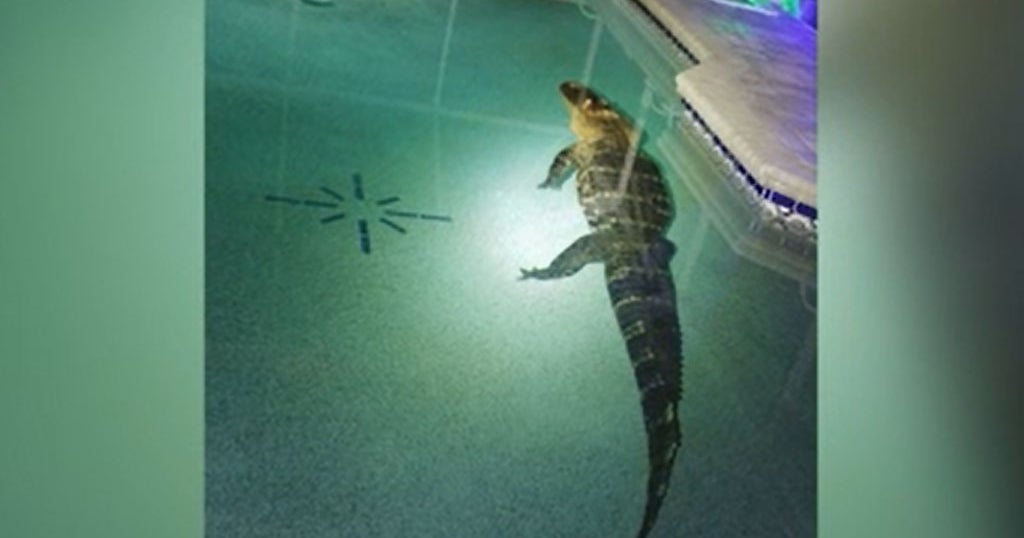 Nearly 11-Foot Gator Found Hanging Out In Florida Pool - CBS Miami