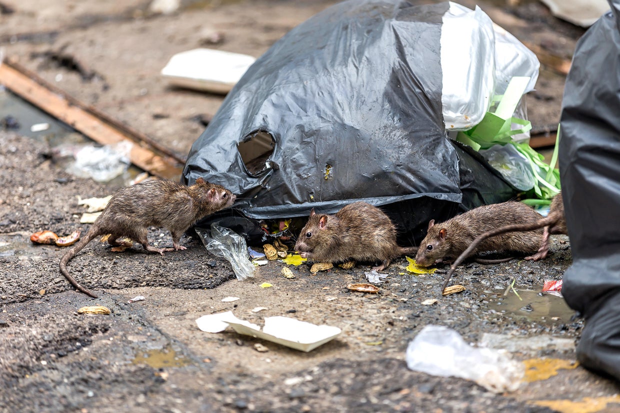 America's 50 most rat-infested cities, ranked