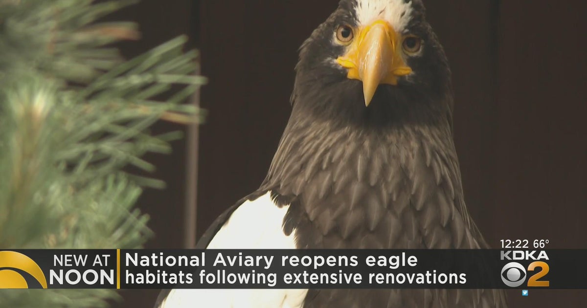 Kody, the Steller's Sea Eagle, has a new and improved home - CBS Pittsburgh