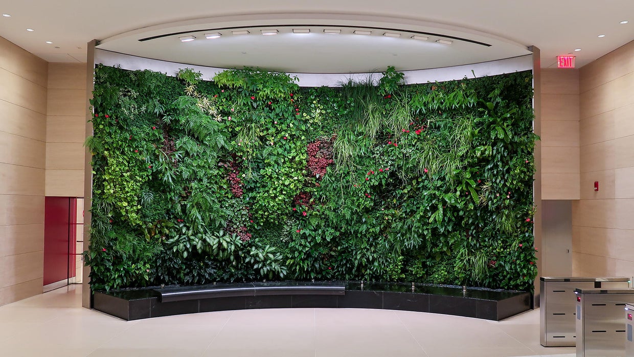 Designing plant walls for home and office - CBS News