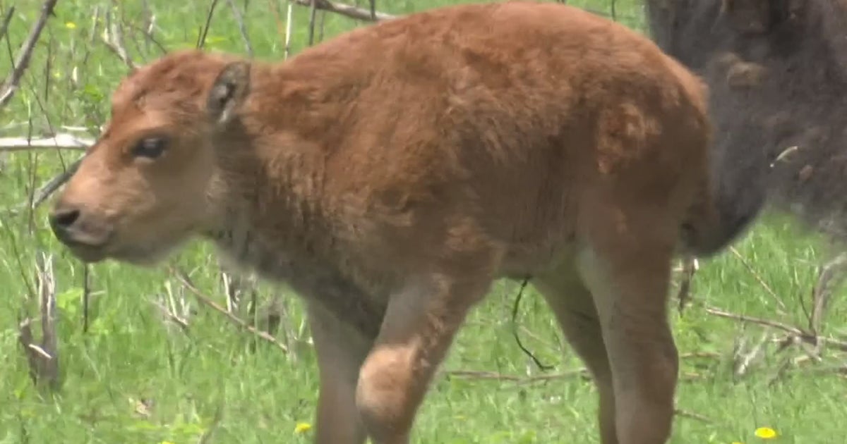 Record Number Of Baby Bison Born At Minneopa State Park - CBS Minnesota