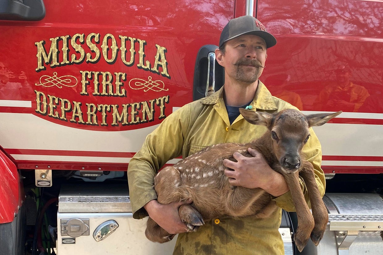 Firefighters rescue newborn elk from ashes of nation's largest wildfire ...