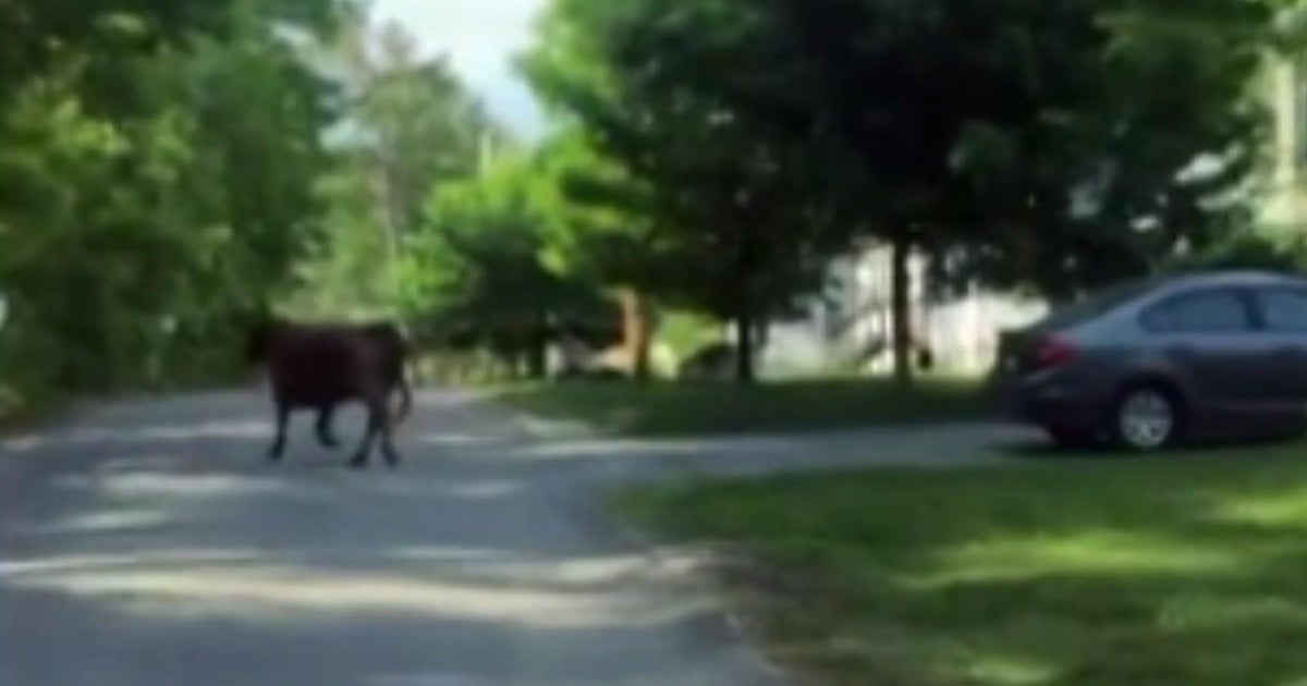 Loose cow evades capture in Wareham - CBS Boston