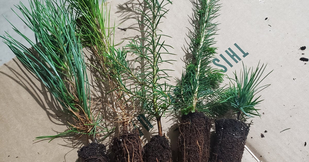 Forest Service To Plant 400,000 Tree Seedlings Across 5 Colorado Burn ...