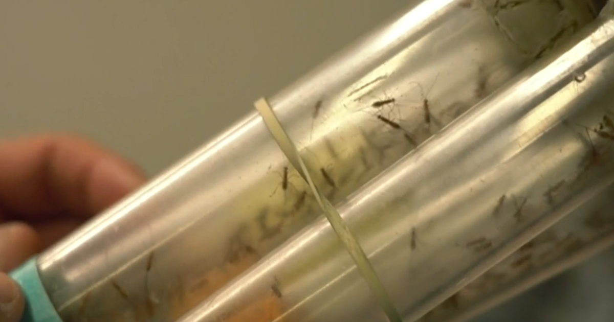 Invasive species meet their match: lab-raised killer bugs - CBS News
