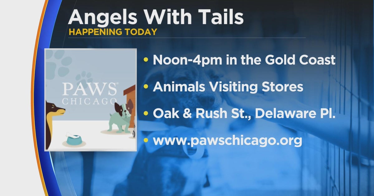 PAWS will host 'Angels With Tails' event in Gold Coast - CBS Chicago