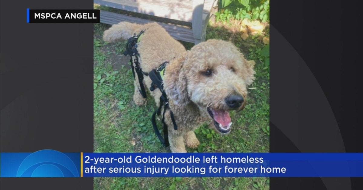 Goldendoodle injured in freak accident going up for adoption - CBS Boston