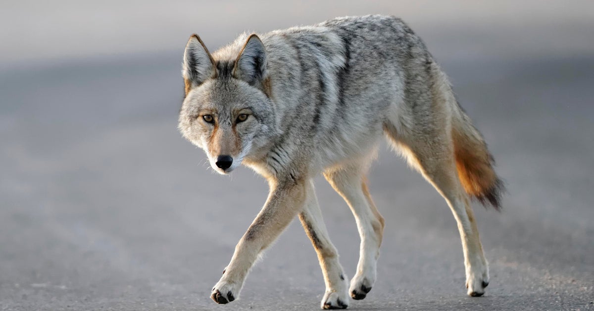 Coyote bites woman in Swampscott near where man reported coyote bite in ...