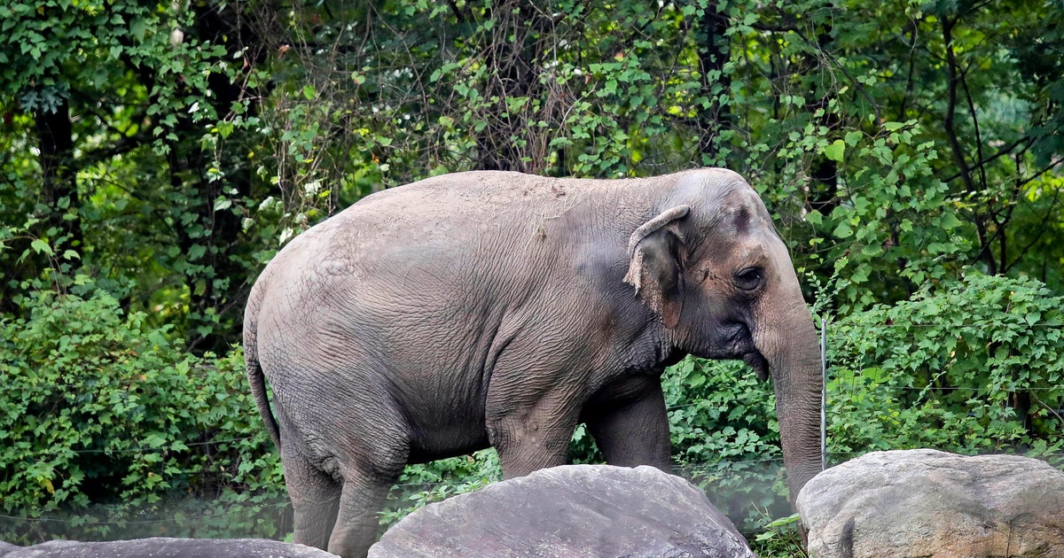 Bronx Zoo elephant Happy euthanized at age 55 after suffering age ...