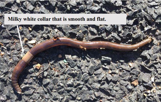 Invasive "jumping worms" threatening plants, forests and wildlife in ...