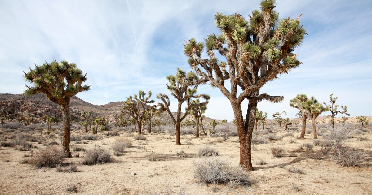 California bill would protect native western Joshua tree - CBS Sacramento