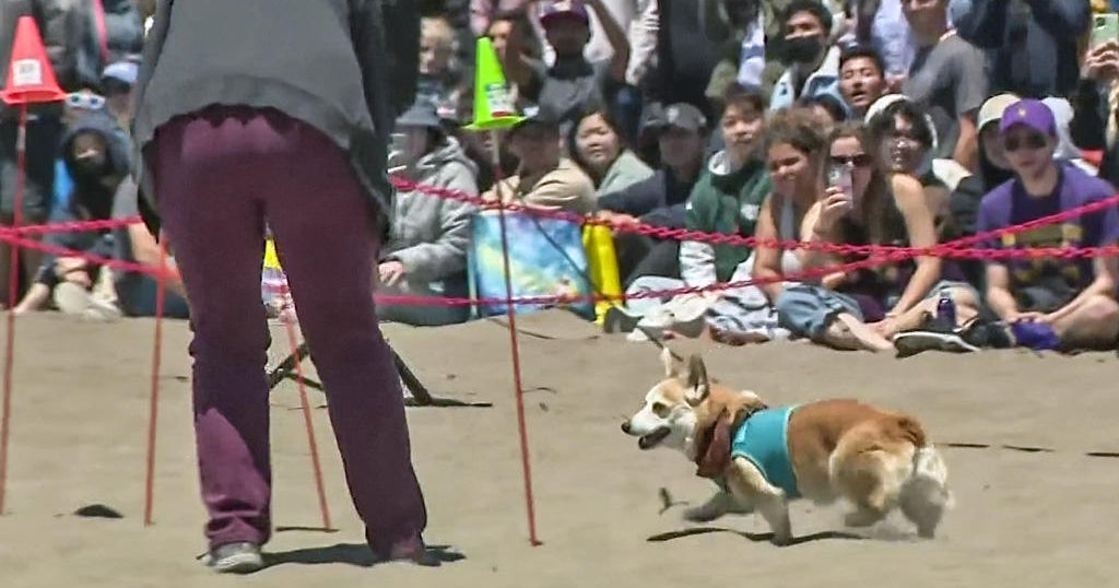 Corgi Con returns to Ocean Beach in San Francisco - CBS San Francisco