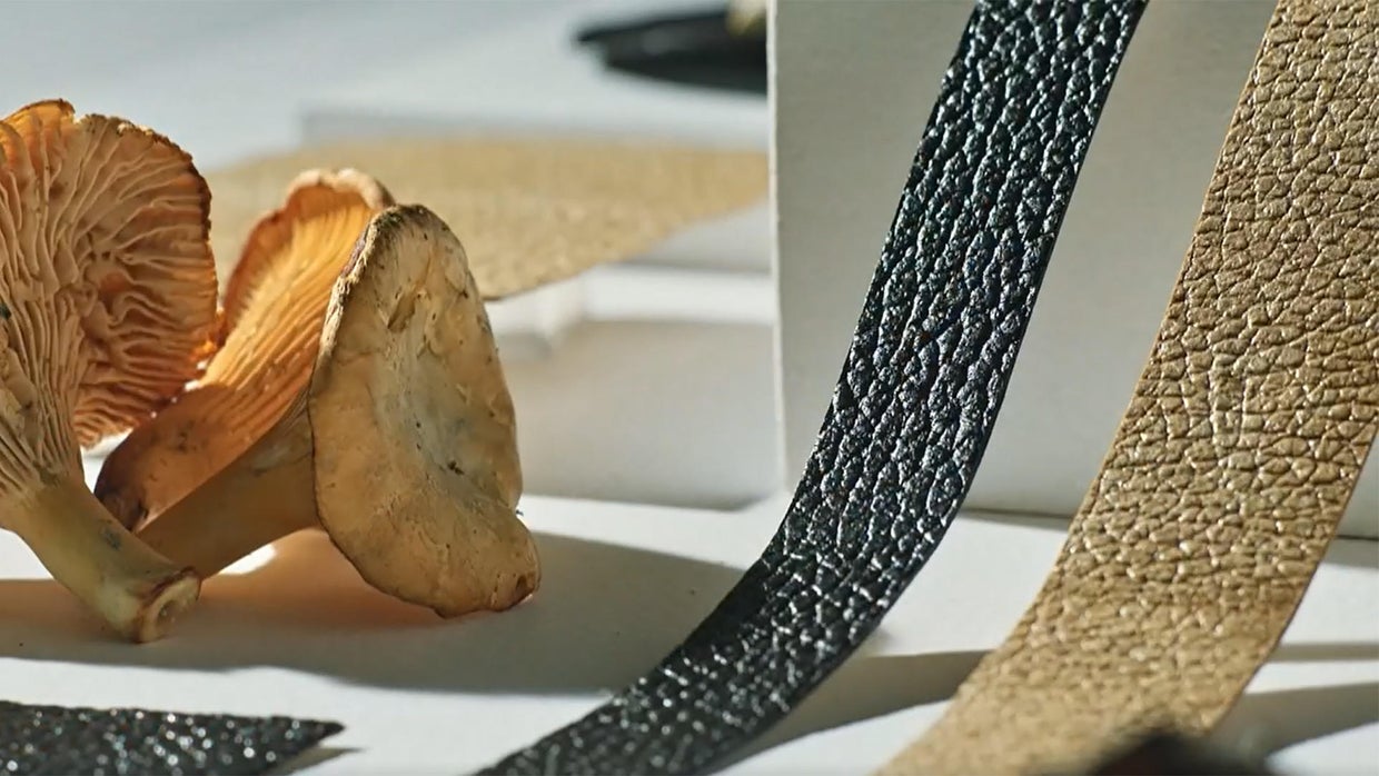 Fungus fashion: Mushrooms used as an alternative to animal leather ...