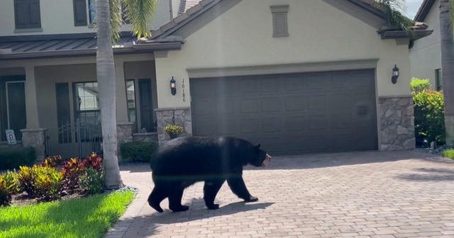 Sizable bear strolls through Florida neighborhood - CBS News