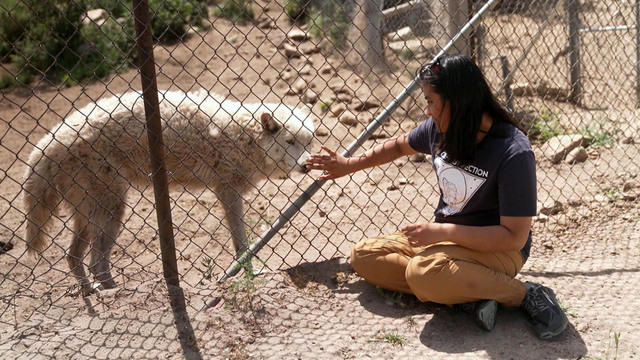 California wolf therapy helps teens learn forgiveness, acceptance and ...