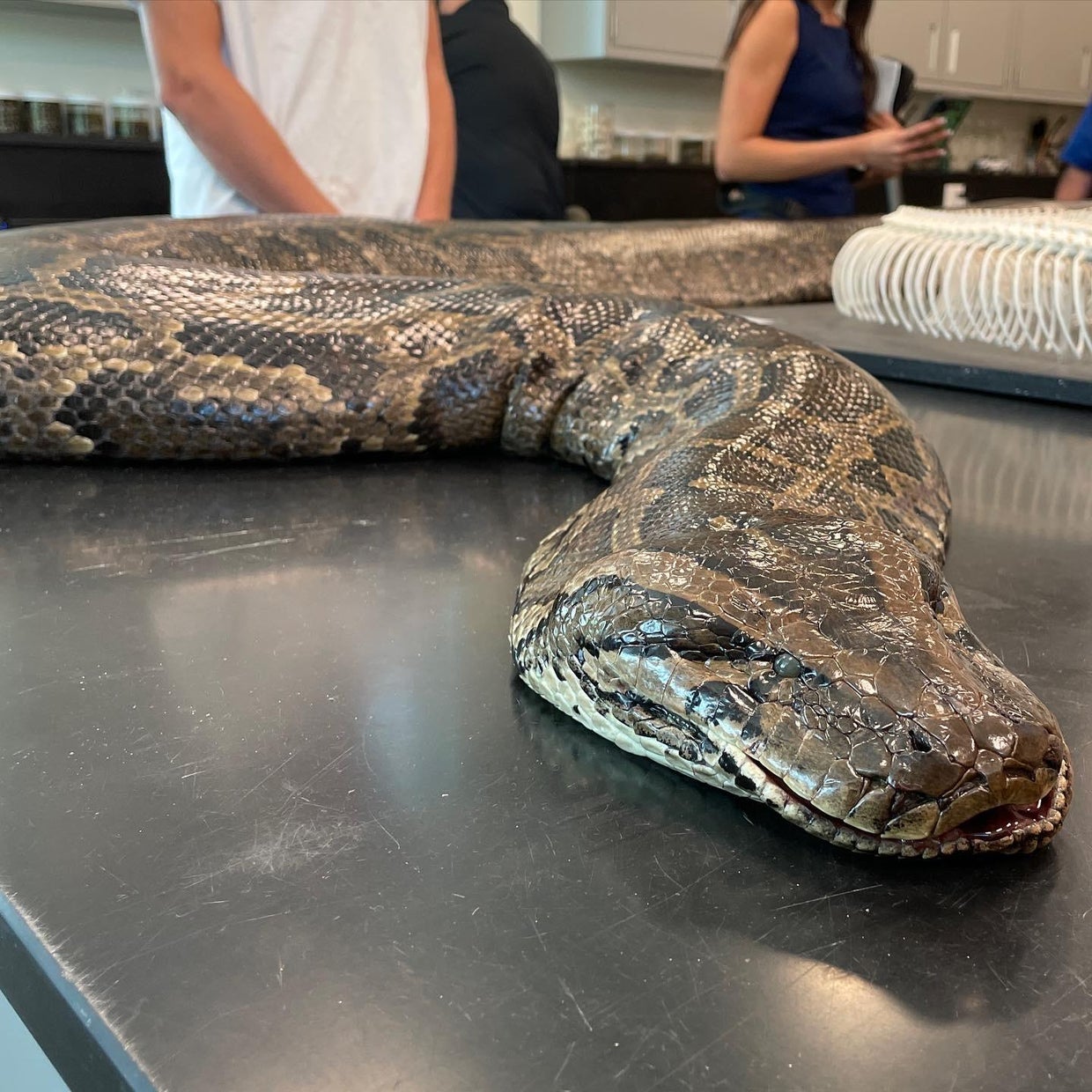 Florida team hauls in 18-foot, 215-pound Burmese python - CBS News