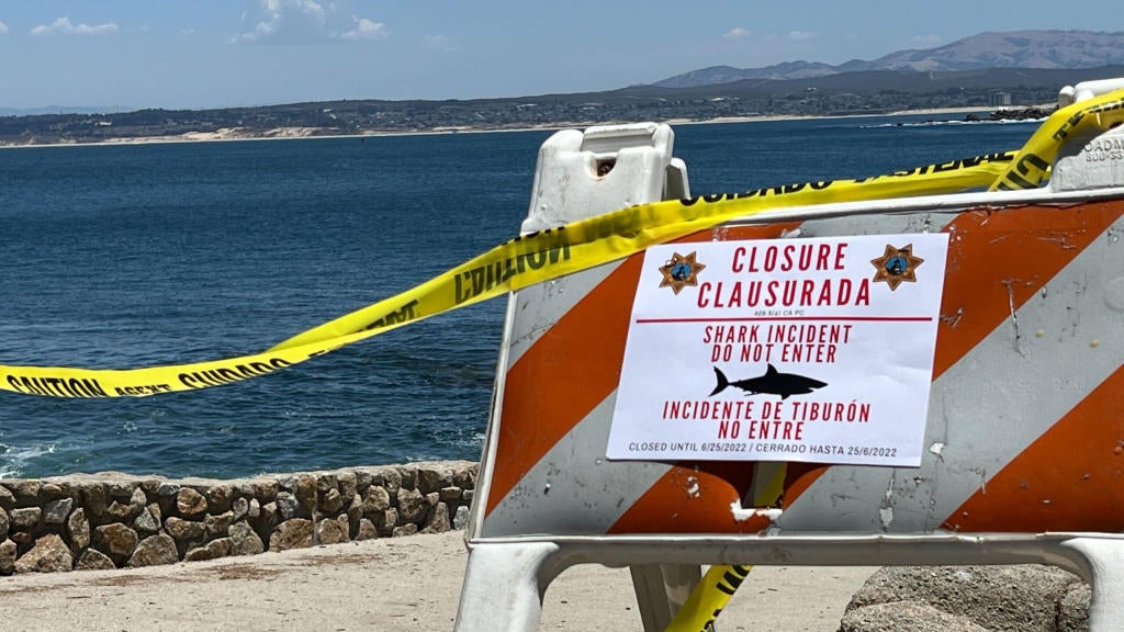 Shark Attack news - Today’s latest updates - CBS San Francisco