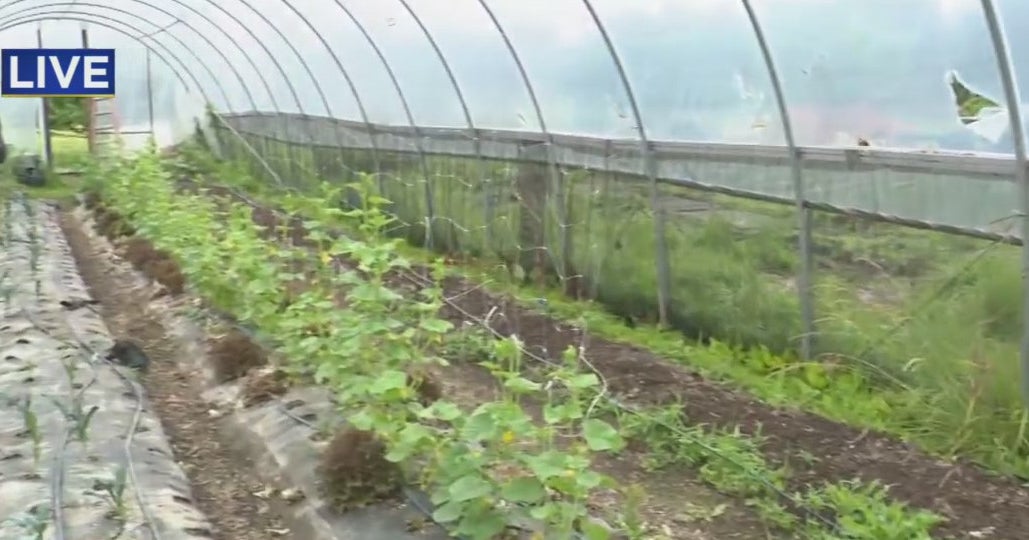 Where's Marty? Visiting Civic Works' Real Food Farm, Where Vegetables ...
