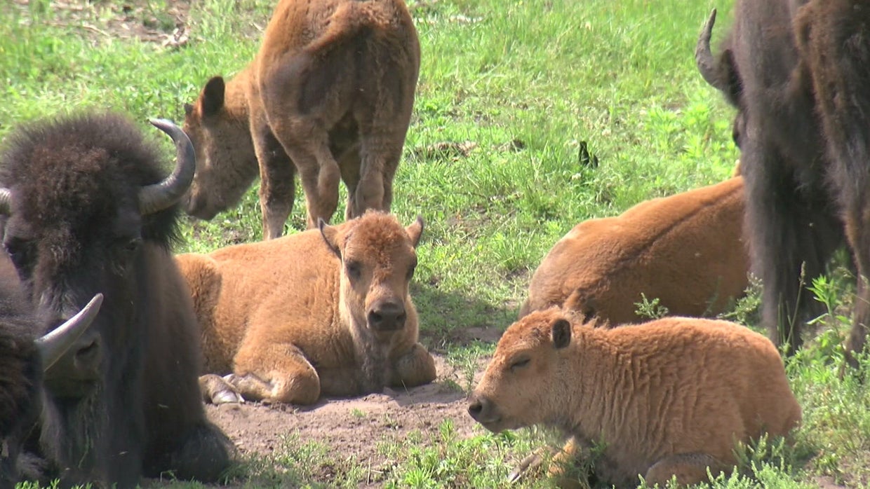 Minneopa State Park enjoys a bison baby boom - CBS Minnesota