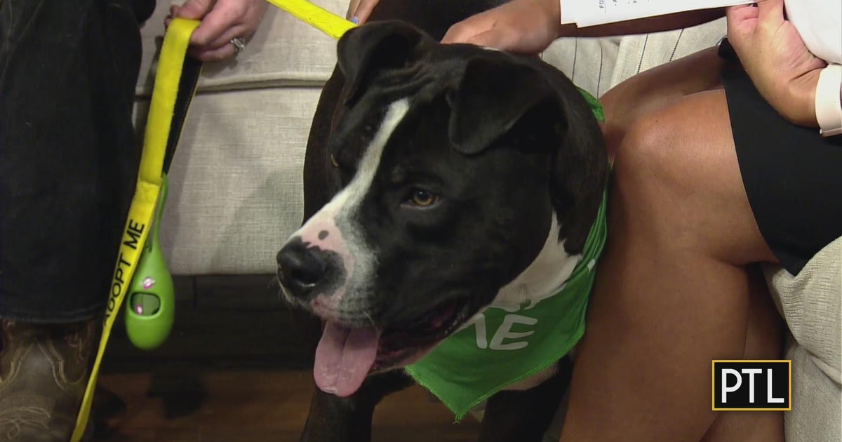 Pet of the Week: Hulk - CBS Pittsburgh