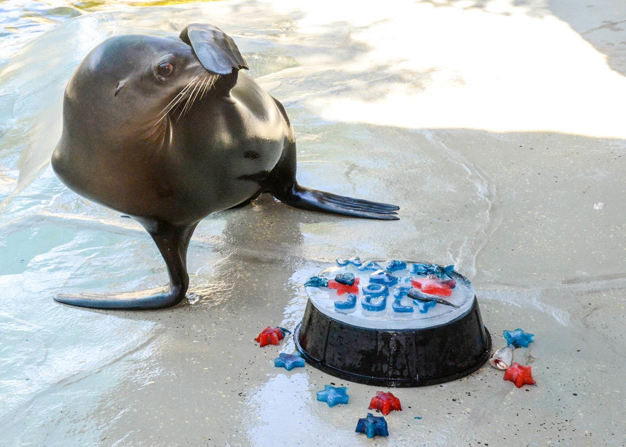 Brookfield Zoo animals receive special Fourth of July-themed treats ...