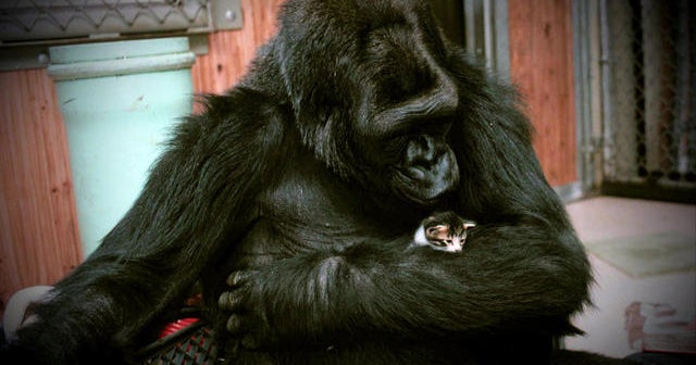 Animal altruism: Friendship in the animal world - CBS News