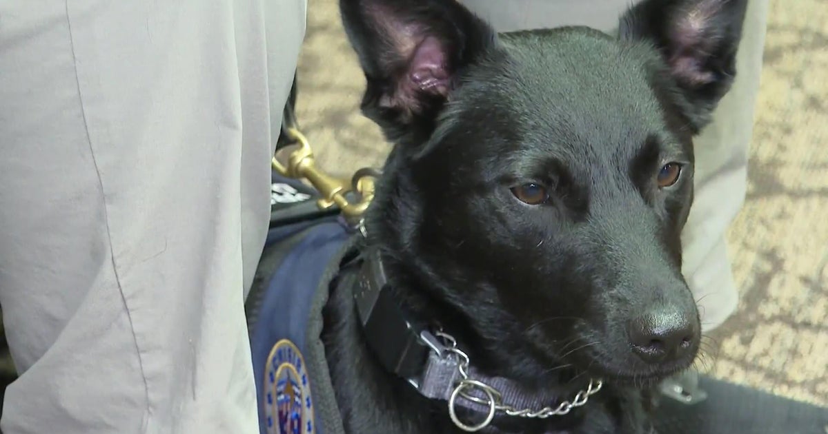 Four-legged comfort helpers make 800-mile trip to help survivors in ...