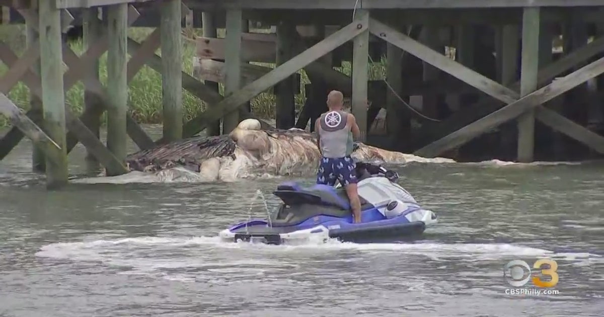 Massive Humpback Whale Washes Up Under Dock In North Wildwood - CBS ...