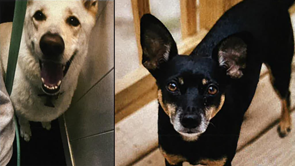 2 dogs missing following burglary incident at St. Paul kennel - Fifty ...