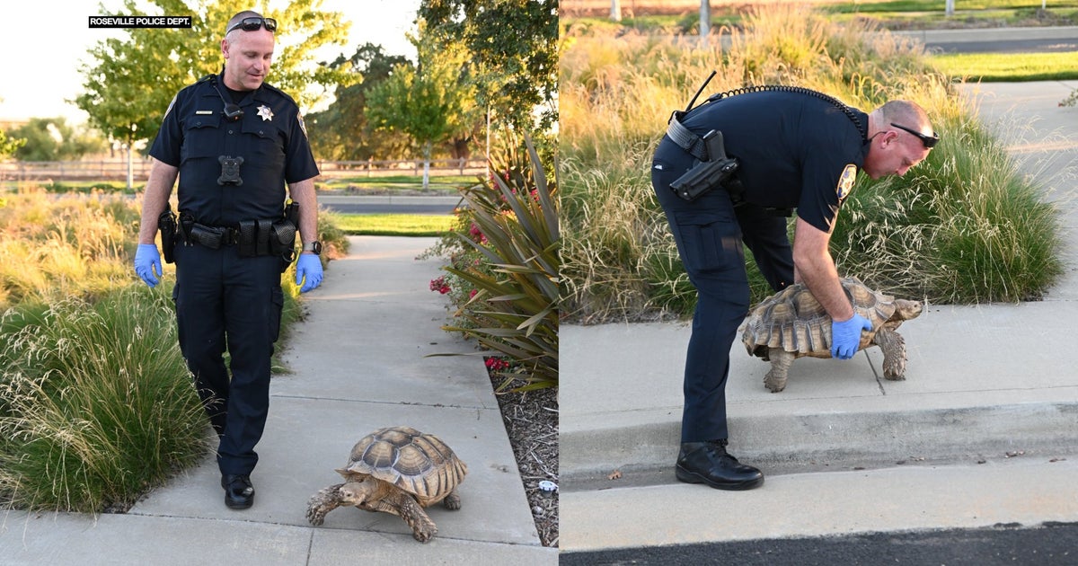 Shredder The Tortoise Back Home After Escaping From Family In Roseville ...