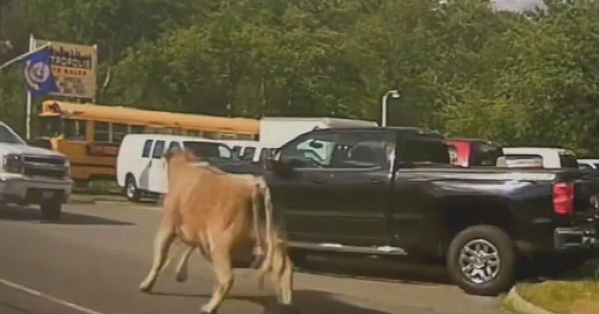 Cowboys come to the rescue, wrangling loose bull in Pelham, New ...