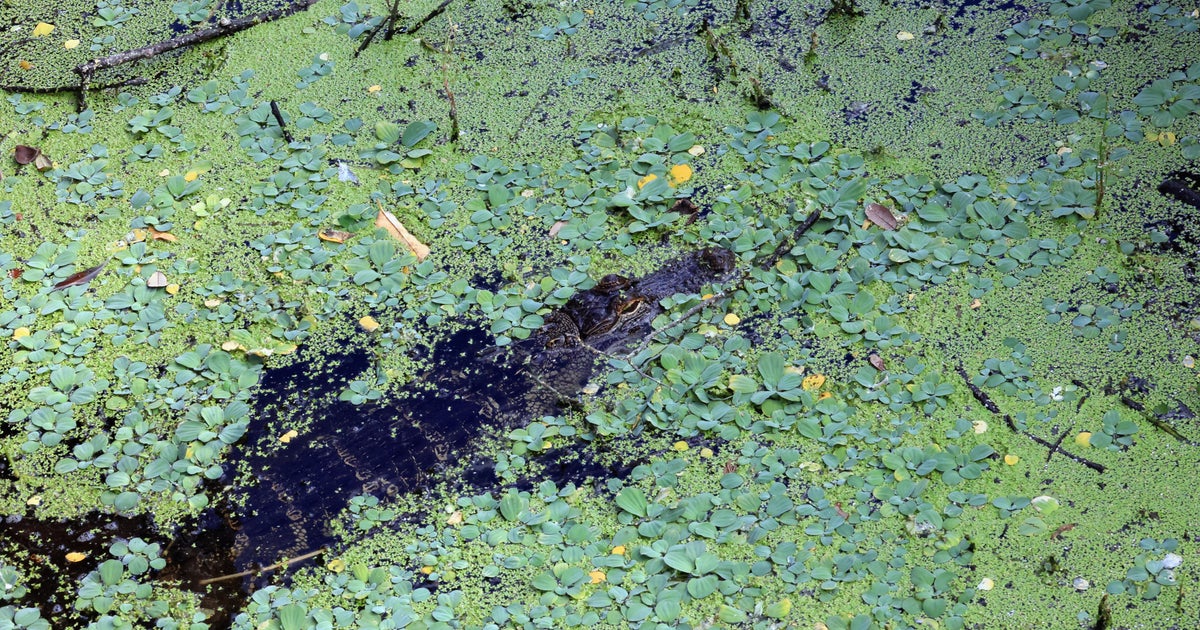 Elderly woman killed by two alligators after falling into Florida pond ...