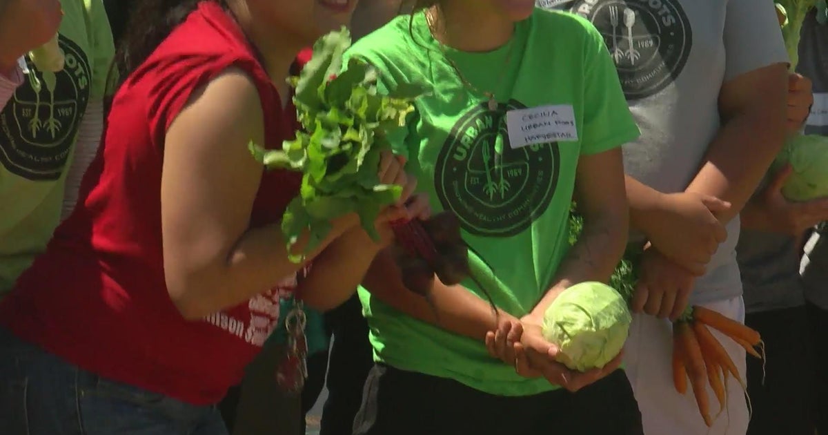 Urban Roots holds open garden event - CBS Minnesota