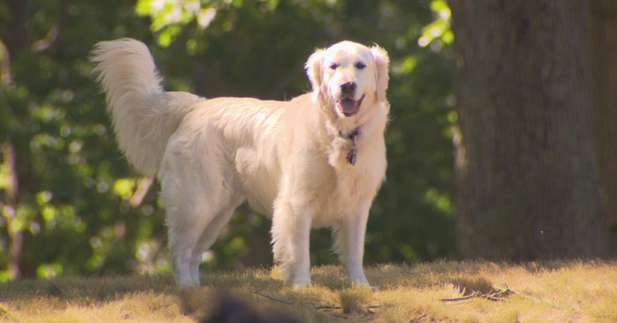 How to keep pets cool when it's really hot - CBS Boston