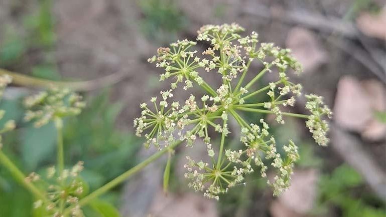 Extremely toxic water hemlock plant found near White Rock Lake - CBS Texas