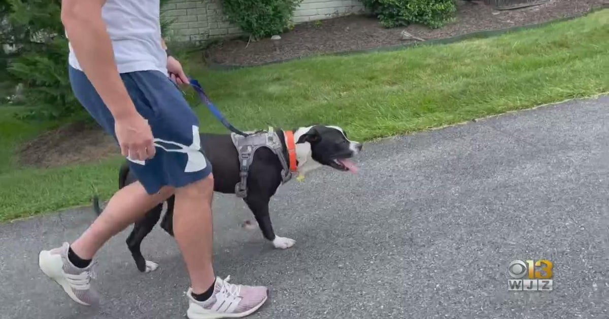 Furever Home: Meet Figaro, one of the friendliest dogs around - CBS ...