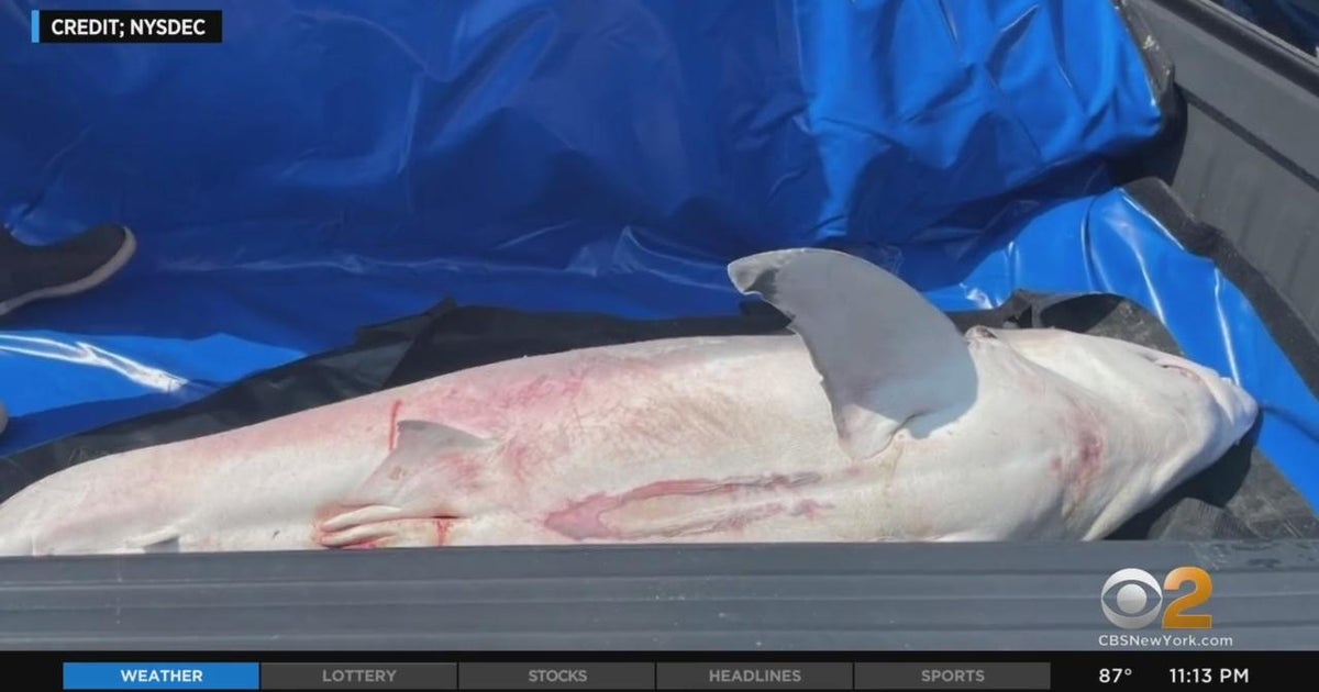 Body of great white shark washes ashore in Southampton - CBS New York
