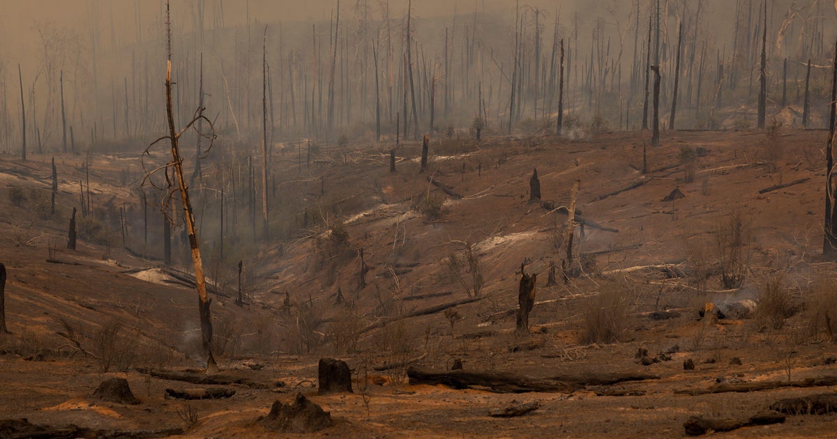 US to plant 1 billion trees in western states as climate change kills ...