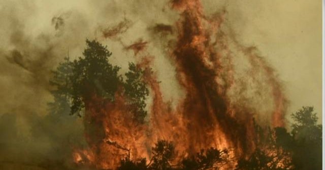 Oak Fire "is the scariest" wildfire area has experienced, wildlife ...