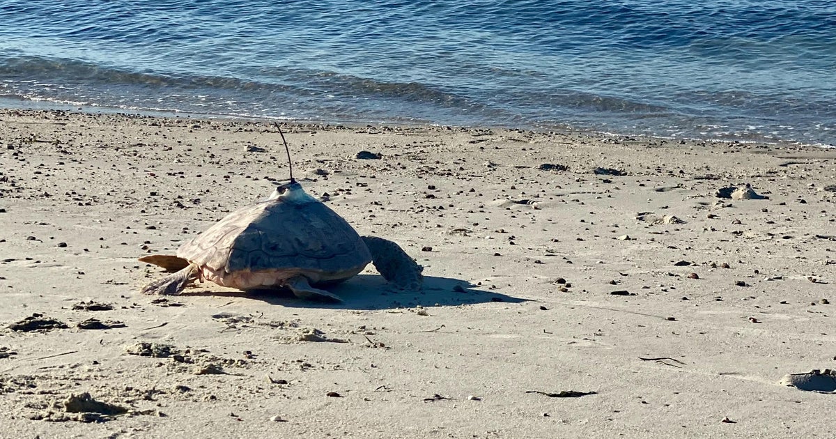 Endangered sea turtle rehabilitated, released off Cape Cod - CBS Boston