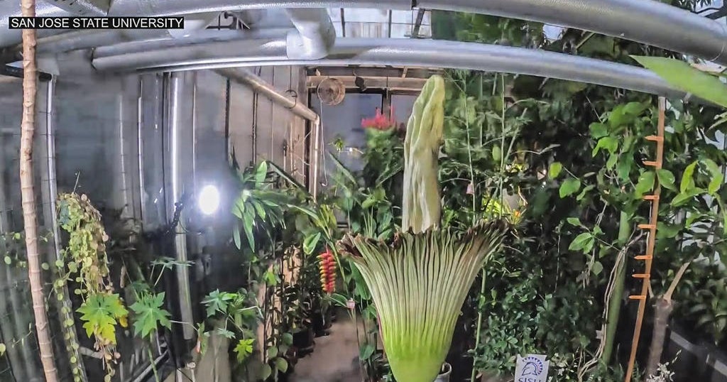Malodorous 'corpse flower' blooms at San Jose State - CBS San Francisco