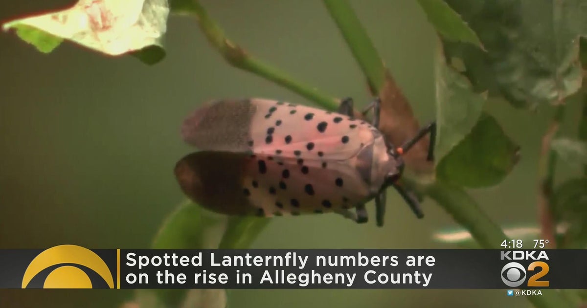 Spotted lanternfly numbers on the rise in Allegheny County - CBS Pittsburgh
