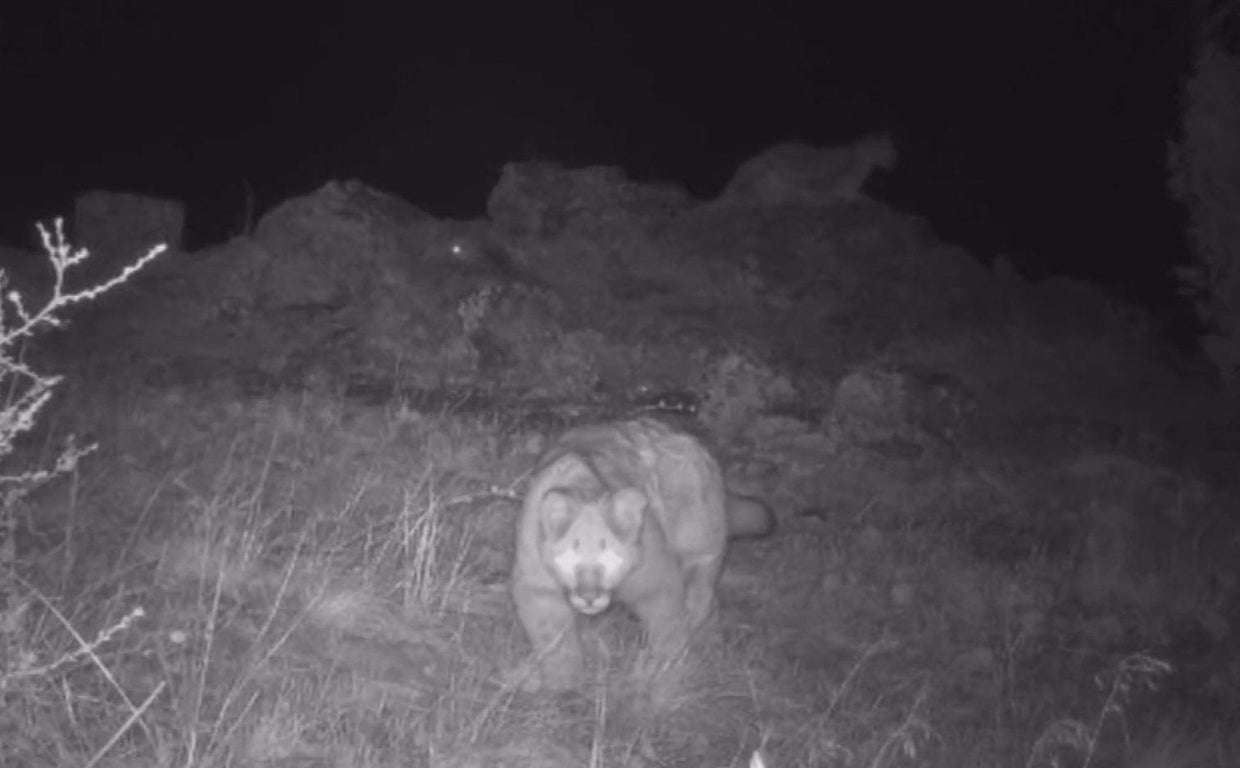 Trail cam records young mountain lion practicing its stalking skills ...